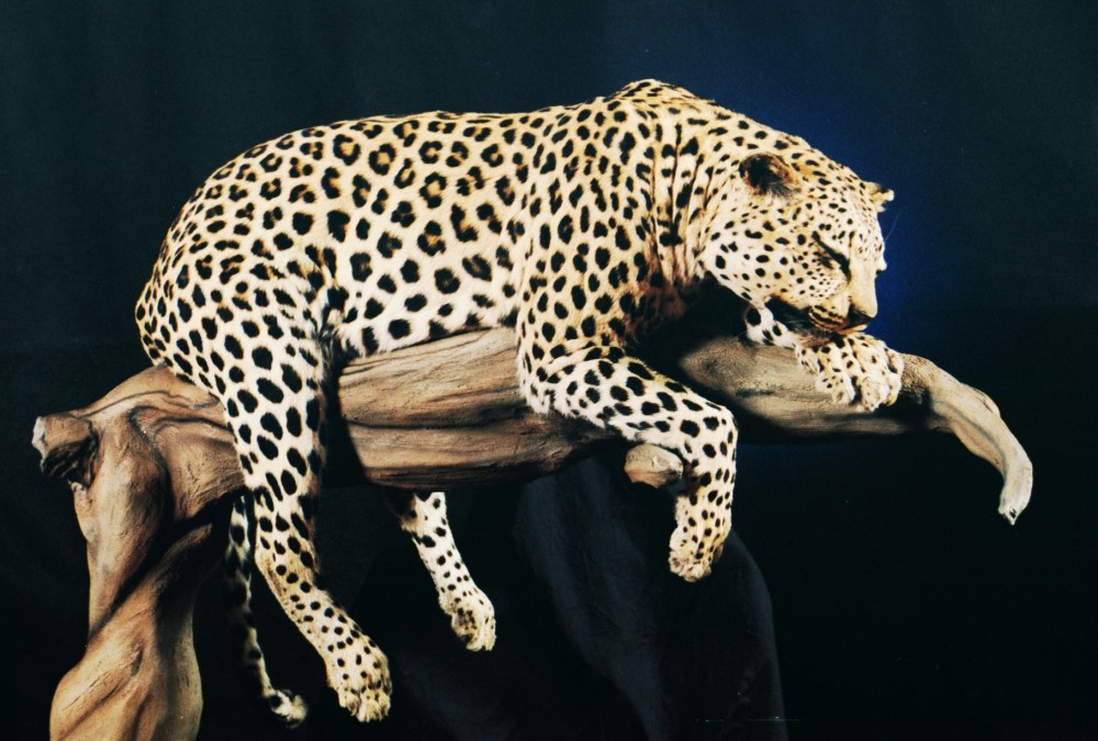 Taxidermist in Maryland - Creative Concepts Taxidermy - Taxidermy in ...