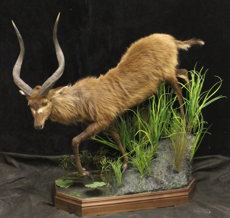 Taxidermist in Maryland - Creative Concepts Taxidermy - Taxidermy in ...