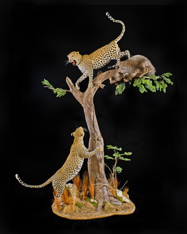 Taxidermist in Maryland - Creative Concepts Taxidermy - Taxidermy in ...