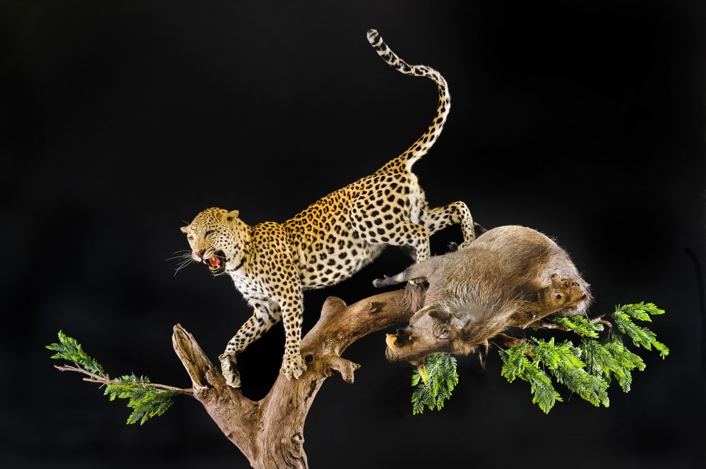 Taxidermist in Maryland - Creative Concepts Taxidermy - Taxidermy in ...